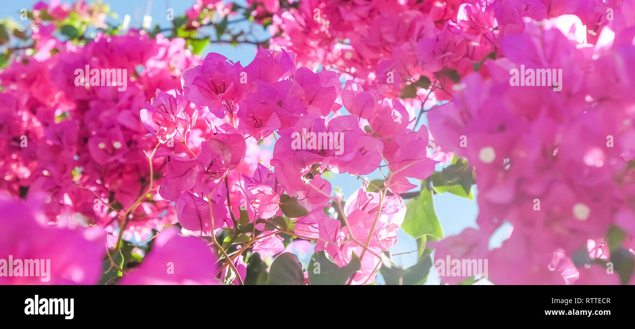 Pink flowers and blue sunny sky - floral background, spring holidays ...