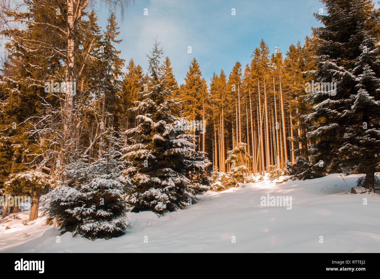 snow covered landscape in forest at Harz Mountains National Park ...