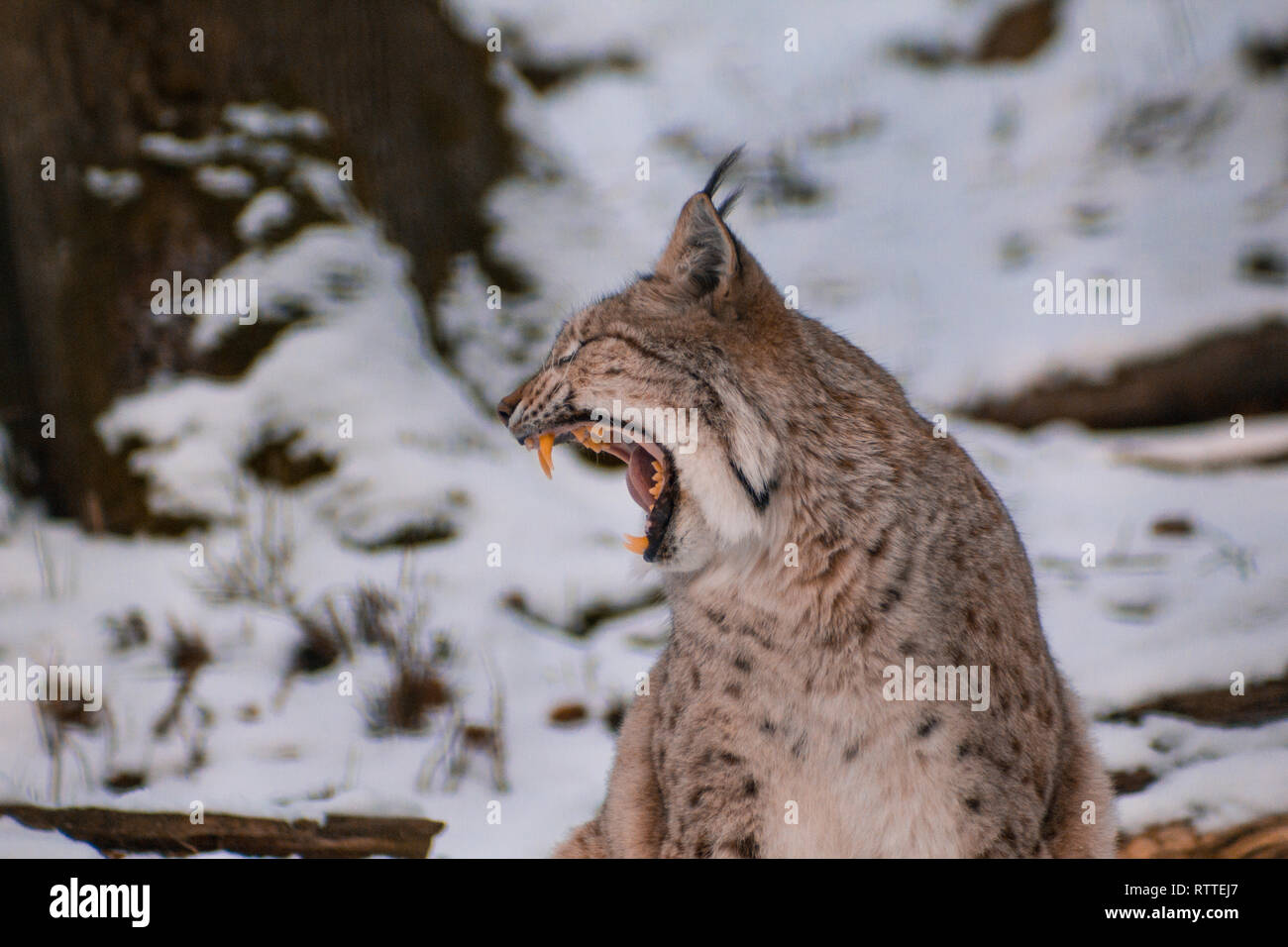 lynx in snowy winter landscape, lynx enclosure near Rabenklippe, Bad ...