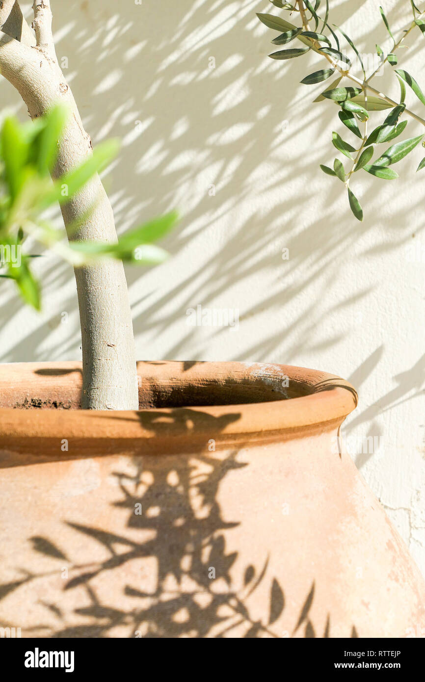 Olive tree and sunshine - gardening, nature background and ...