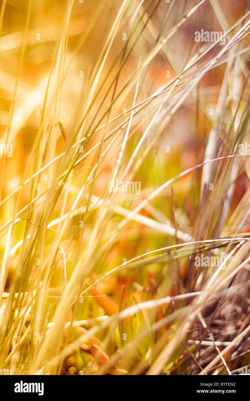 Sunshine over the summer field - beauty in nature, balanced lifestyle ...