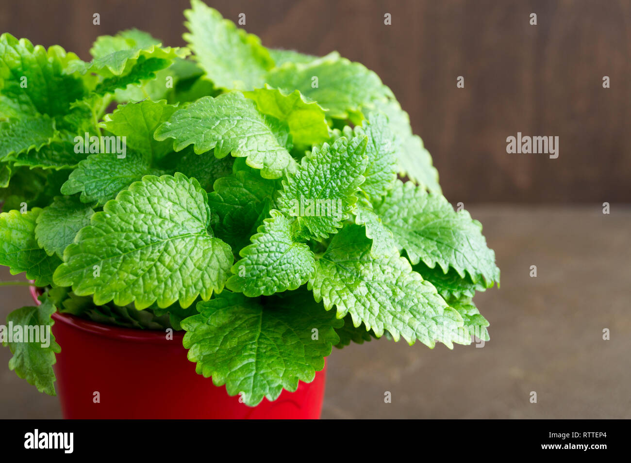 Fresh spicy mint in a red bucket Stock Photo - Alamy