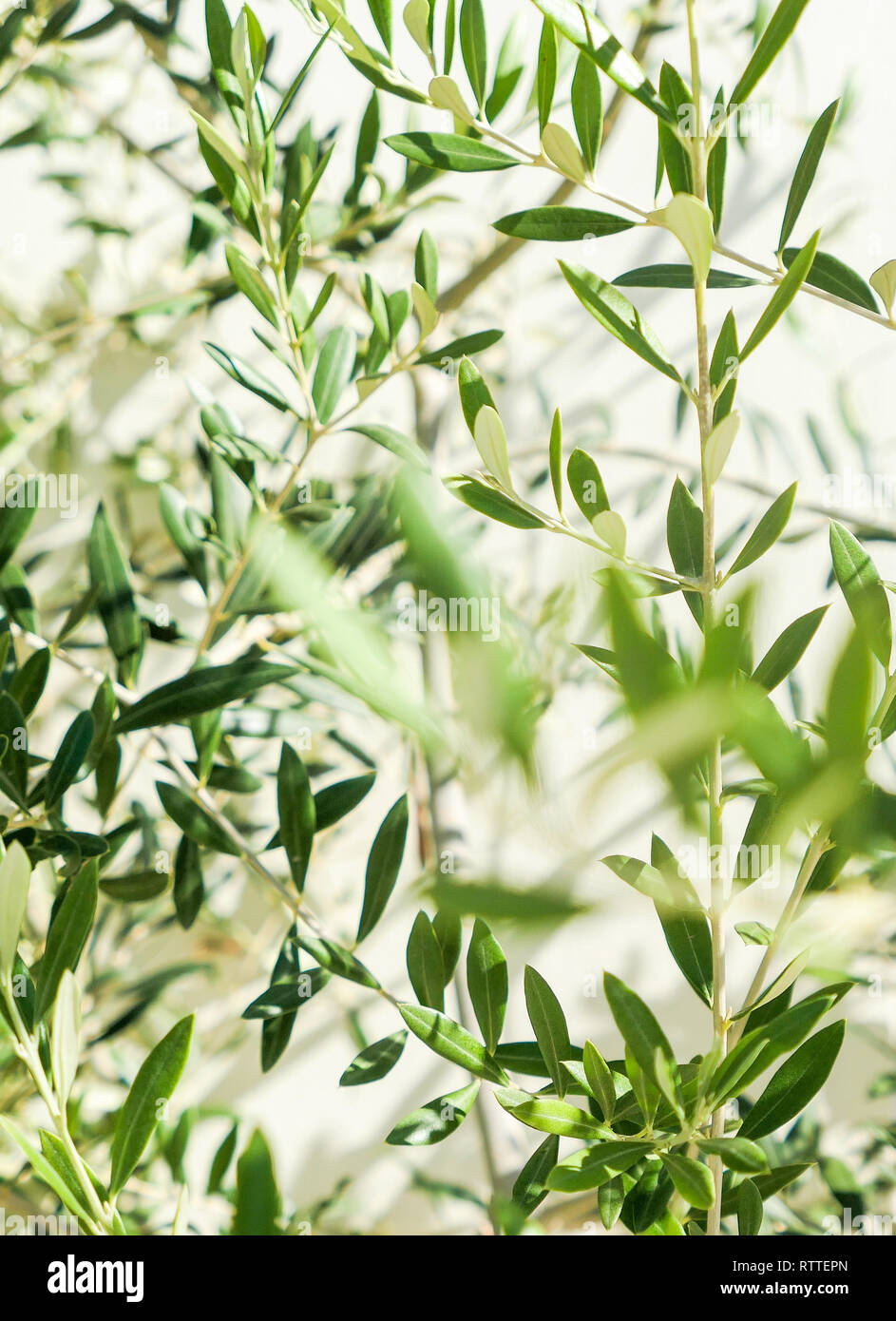 Olive tree and sunshine - gardening, nature background and ...