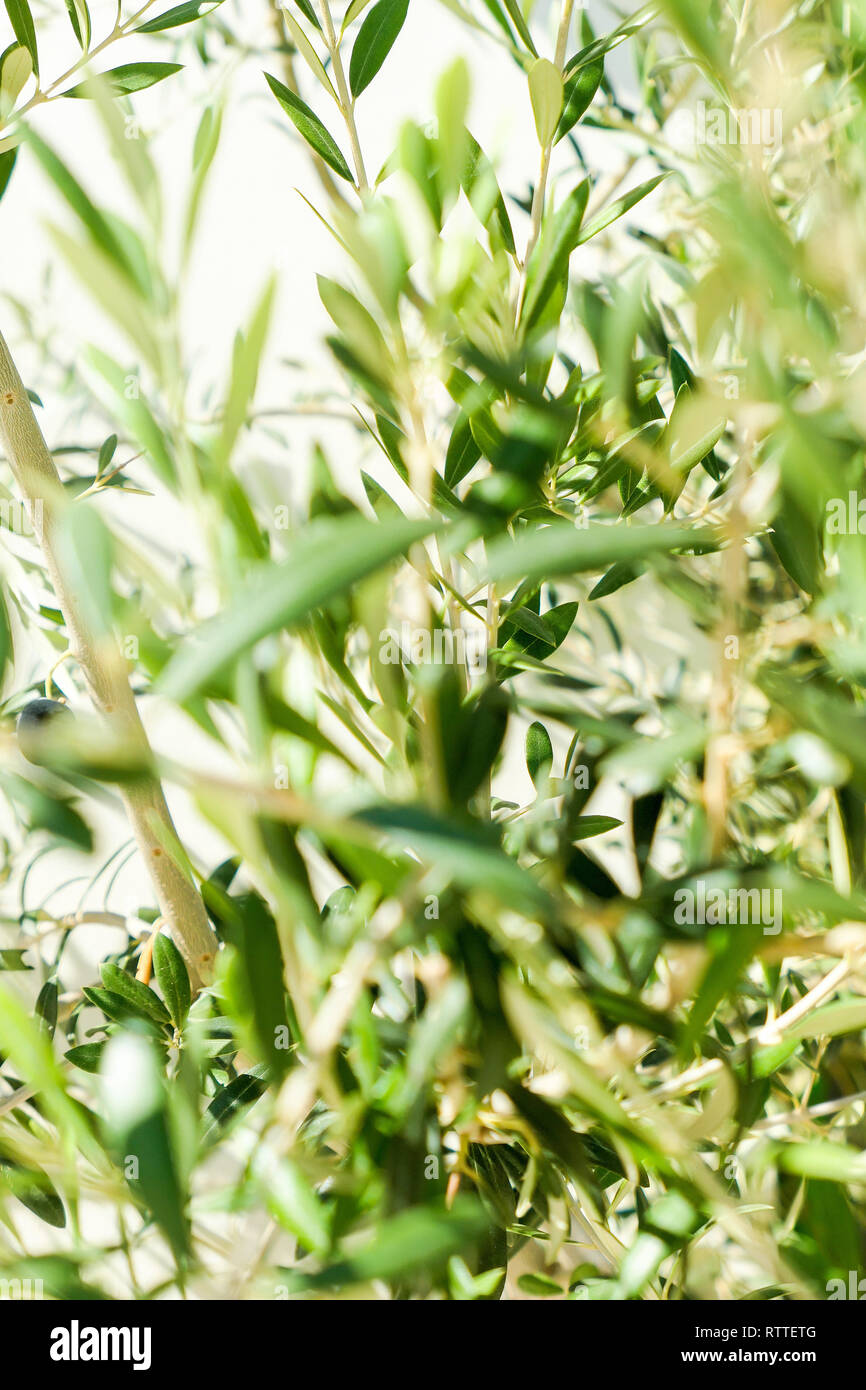 Olive tree and sunshine - gardening, nature background and ...