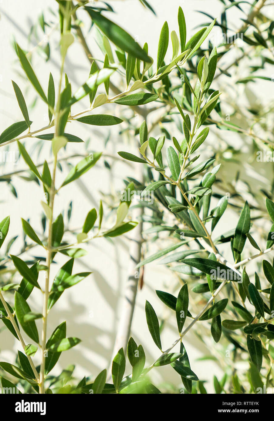 Olive tree and sunshine - gardening, nature background and ...