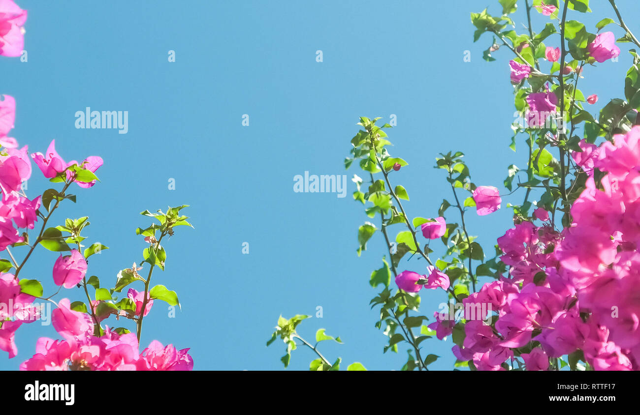 Pink flowers and blue sunny sky - floral background, spring holidays ...