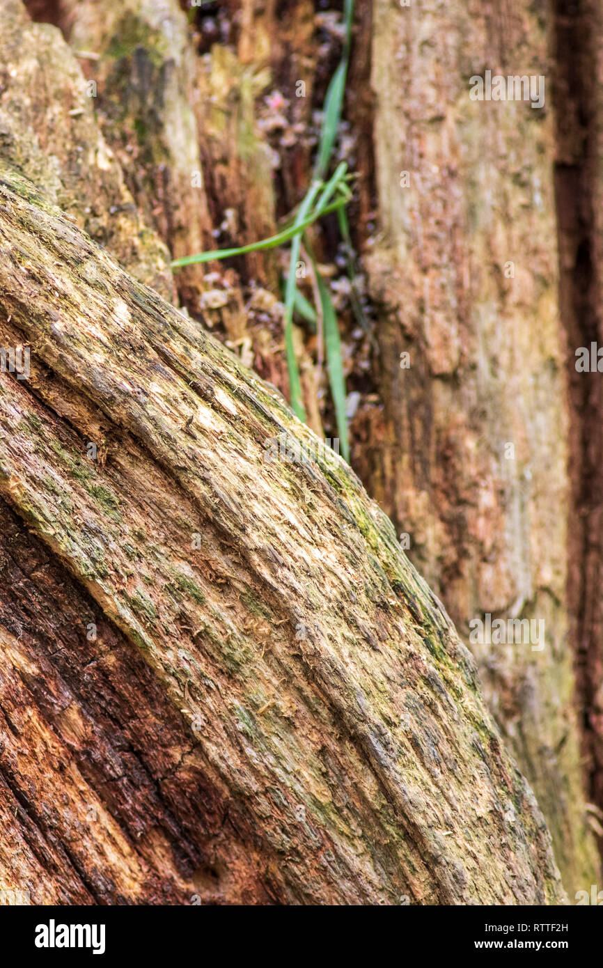 Rotting log texture hi-res stock photography and images - Alamy