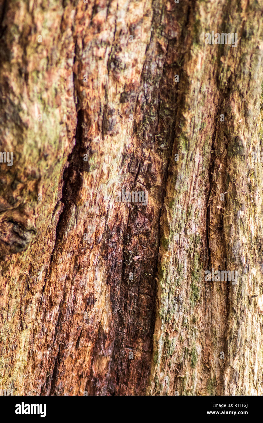 Rotting tree background and texture close-up Stock Photo - Alamy