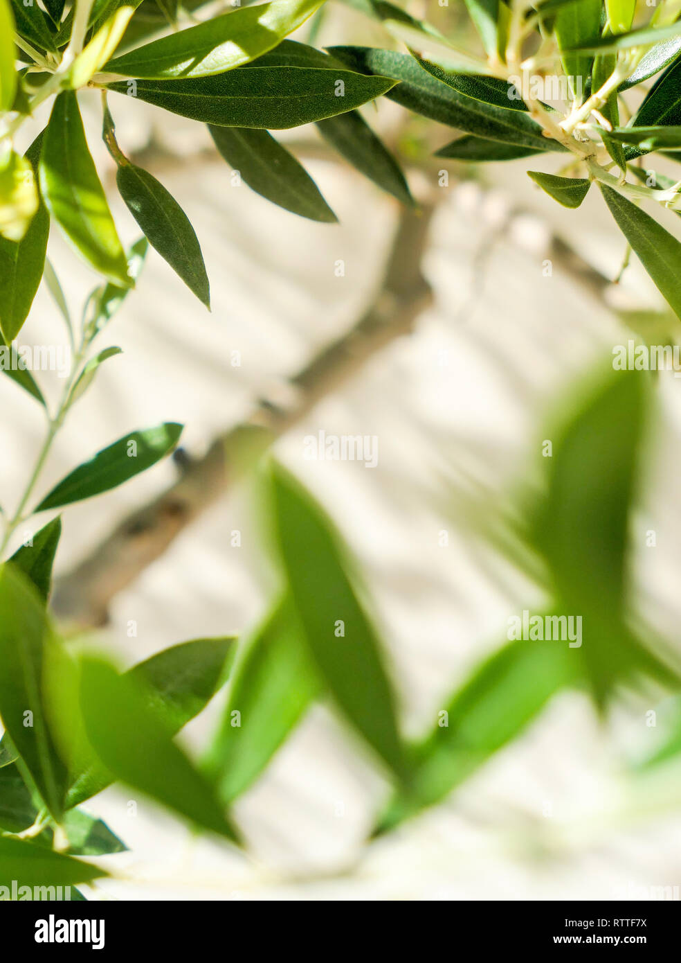 Olive tree and sunshine - gardening, nature background and ...