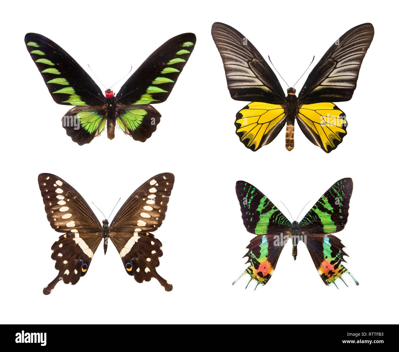four colorful butterfies isolated on white background Stock Photo - Alamy