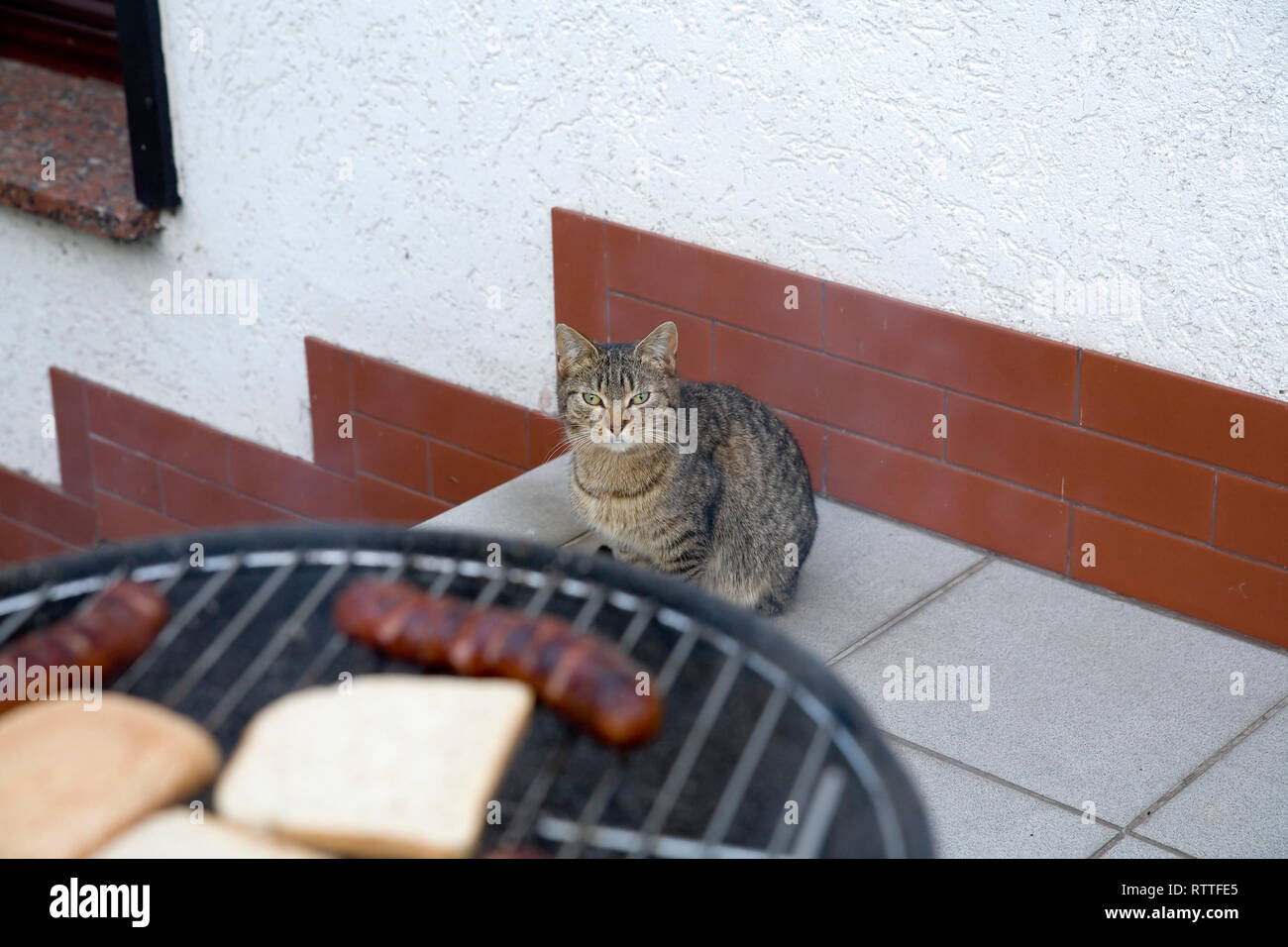 Cat on grill hi-res stock photography and images - Alamy