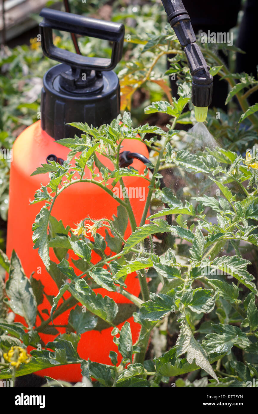 Spraying pesticide tomato hi-res stock photography and images - Alamy