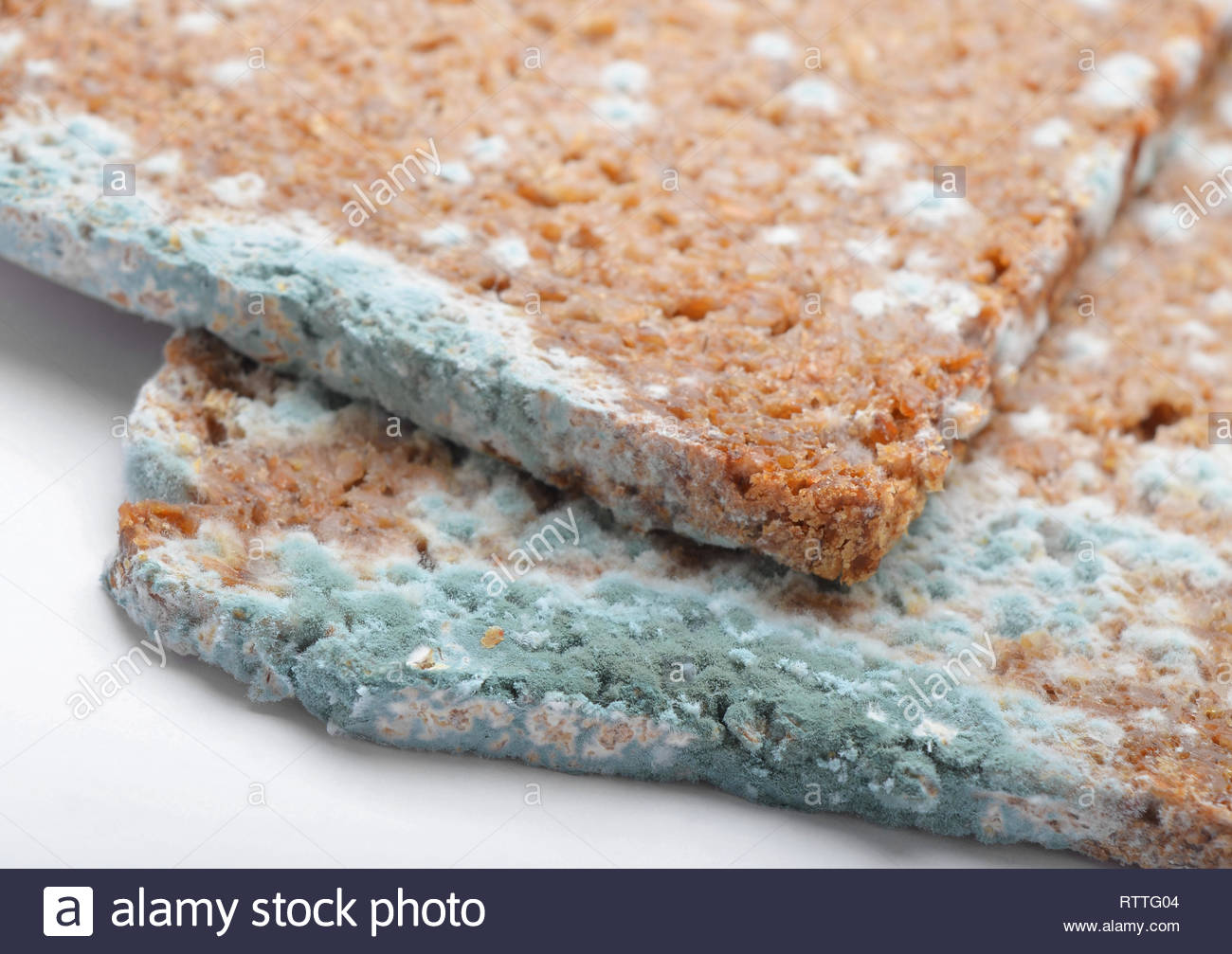 Moldy Bread High Resolution Stock Photography and Images - Alamy