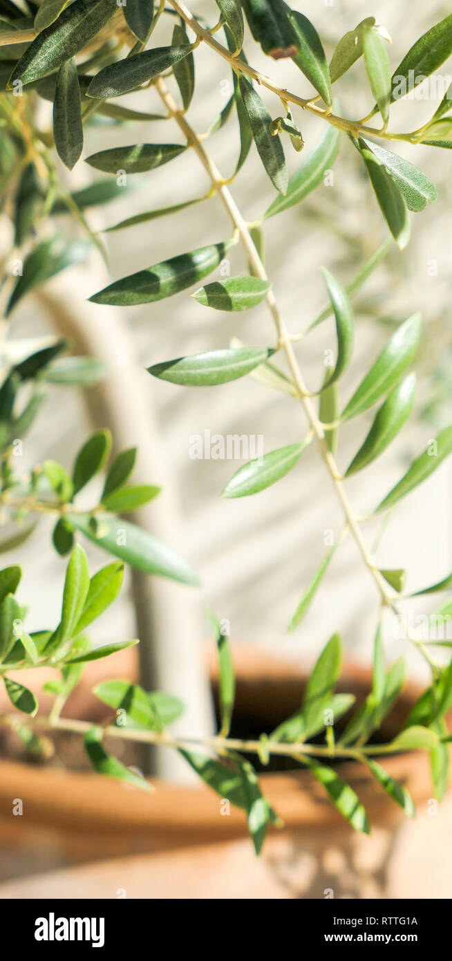 Olive tree and sunshine - gardening, nature background and ...