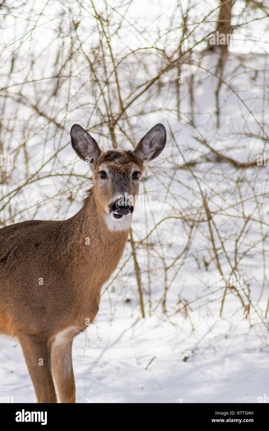 Odocoileus virginianus borealis hi-res stock photography and images - Alamy