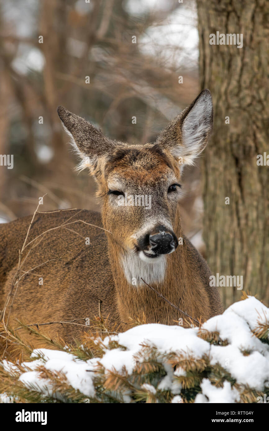 Odocoileus virginianus borealis hi-res stock photography and images - Alamy