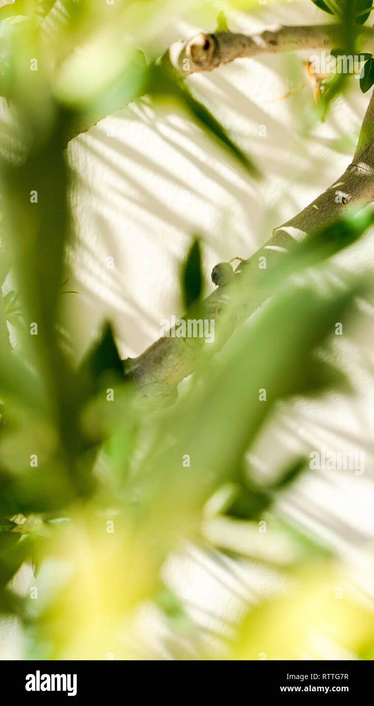 Olive tree and sunshine - gardening, nature background and ...