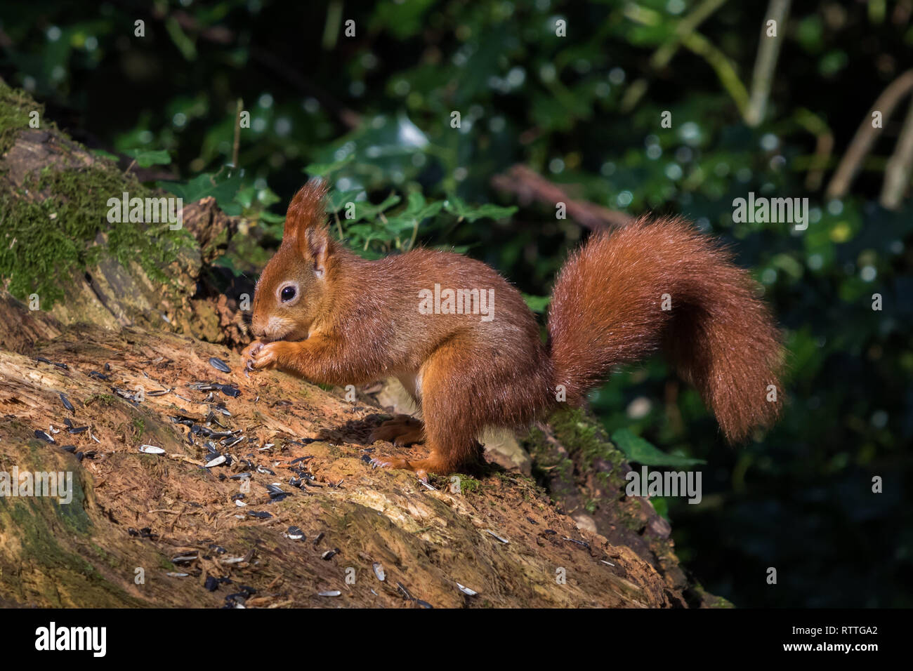 Rare squirrels hi-res stock photography and images - Alamy