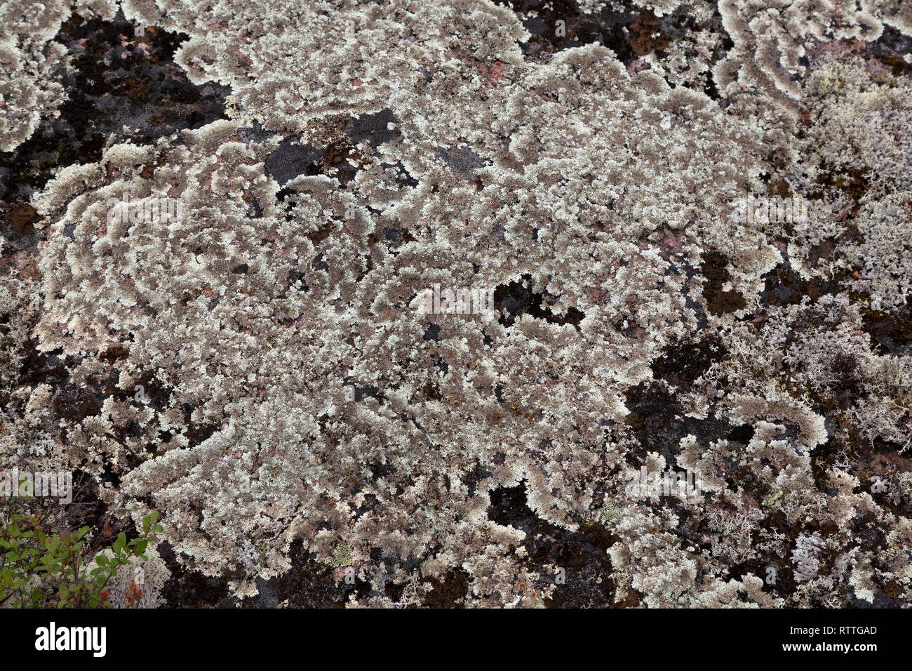 Lichen in Manitoba, Canada. The lichen is on an esker formed when ...