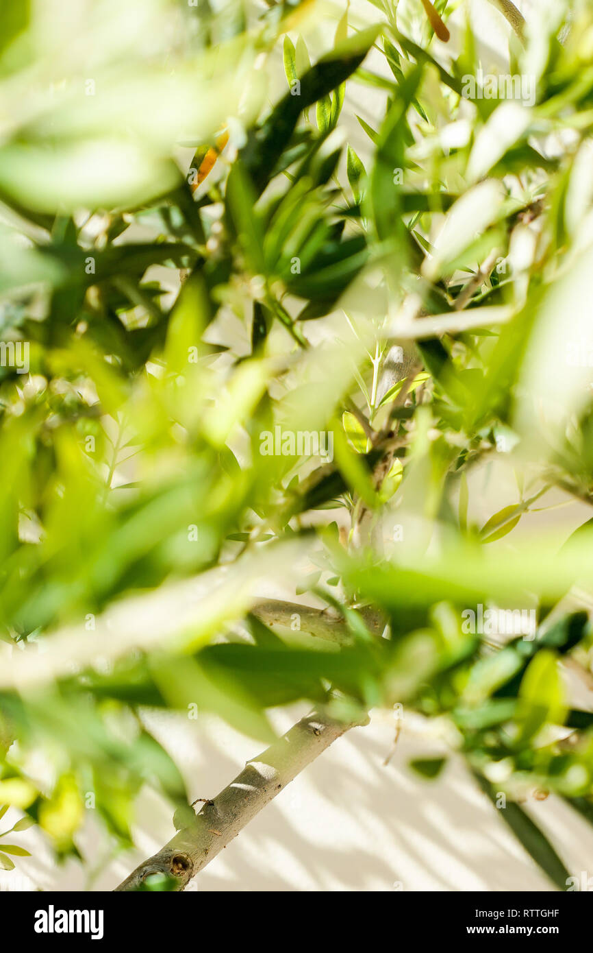 Olive tree and sunshine - gardening, nature background and ...