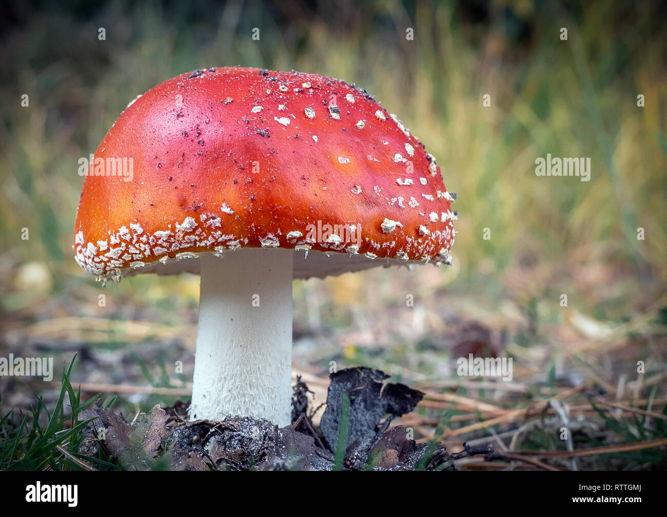 Poisonous toadstool hi-res stock photography and images - Alamy