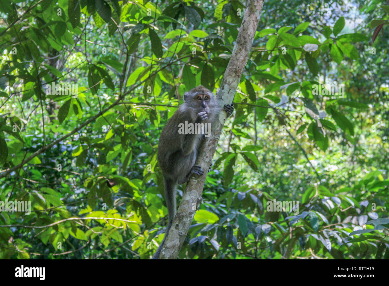 Macaque in a tree, Johor, Malaysia Stock Photo - Alamy