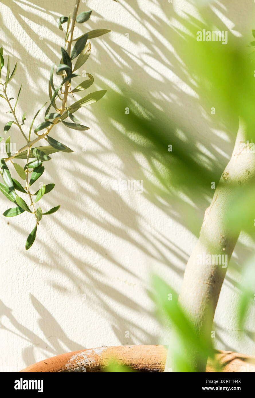 Olive tree and sunshine - gardening, nature background and ...
