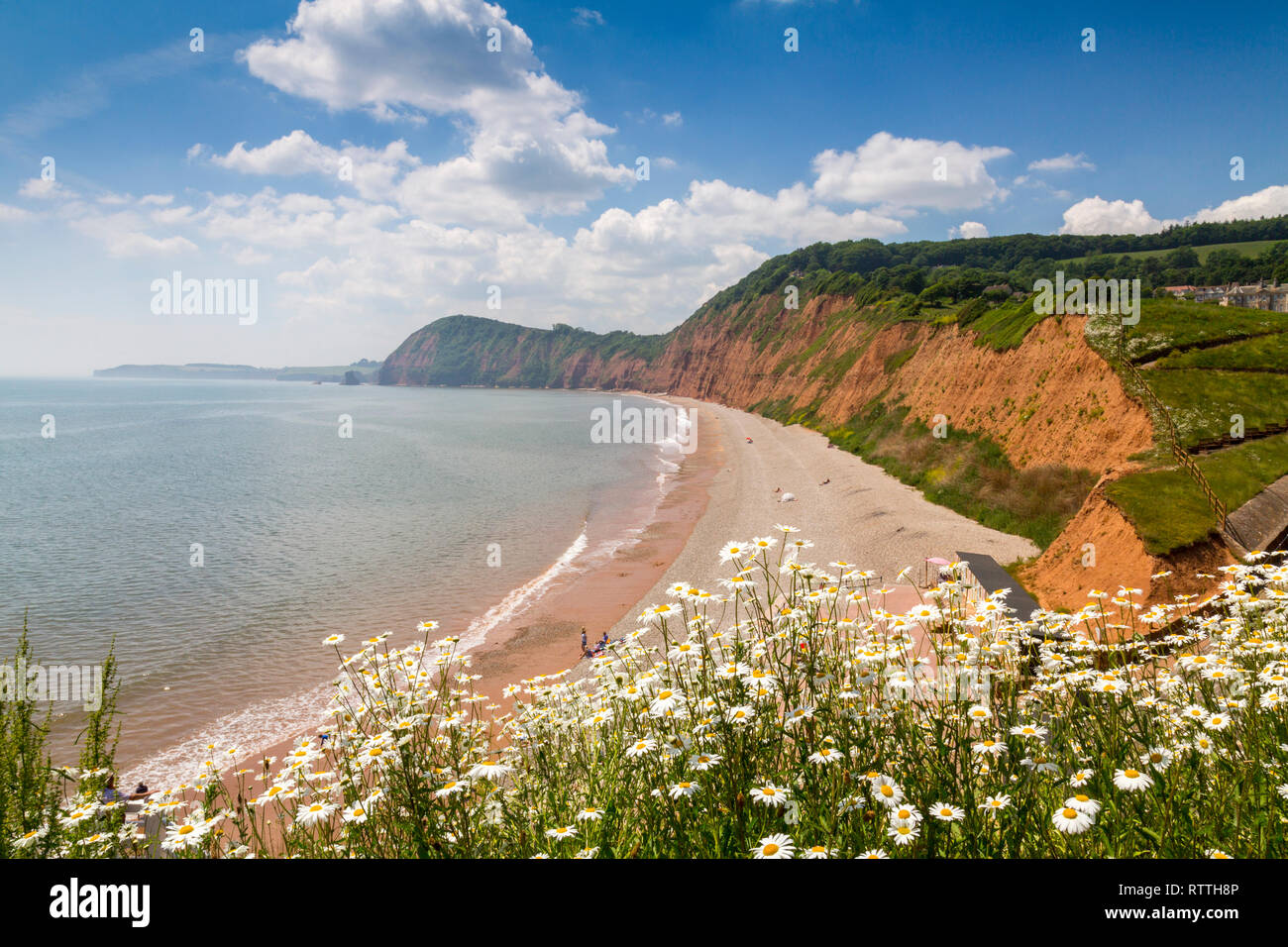Devon coast flowers hi-res stock photography and images - Alamy