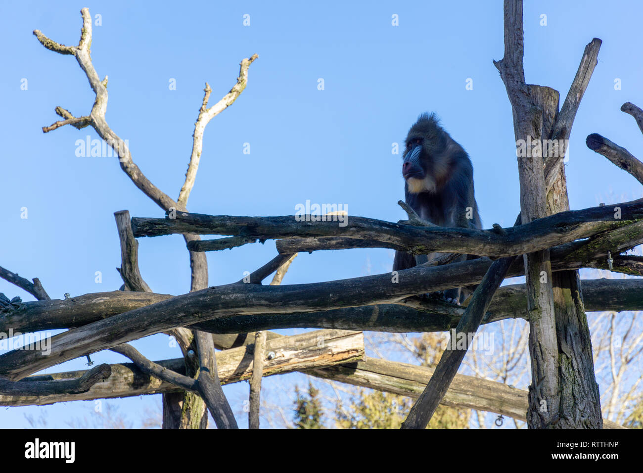 Mandrills hi-res stock photography and images - Alamy