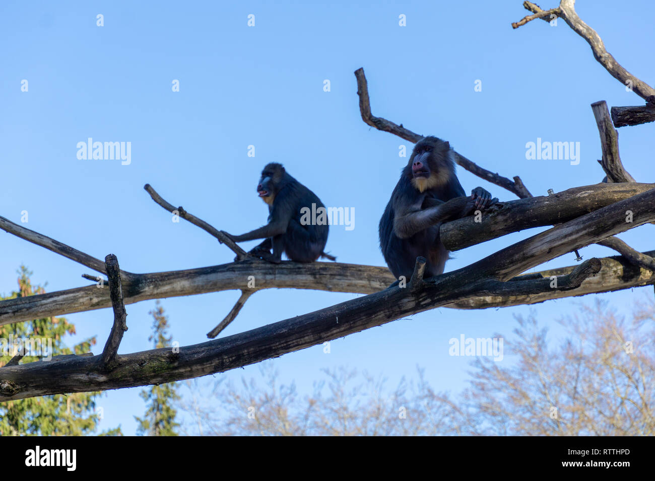 Mandrills Stock Photos & Mandrills Stock Images - Alamy
