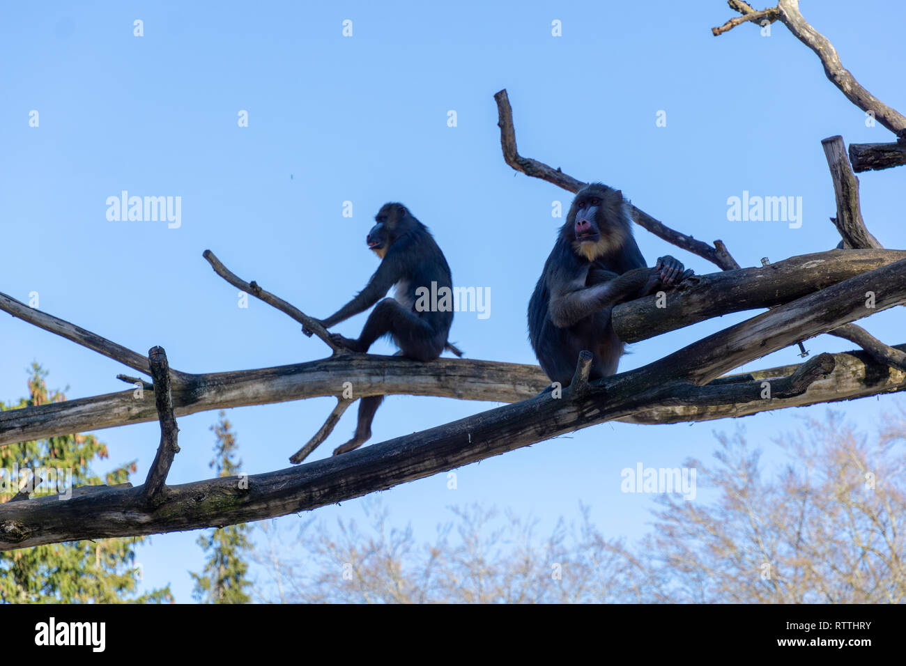 Young male wild mandrill hi-res stock photography and images - Alamy