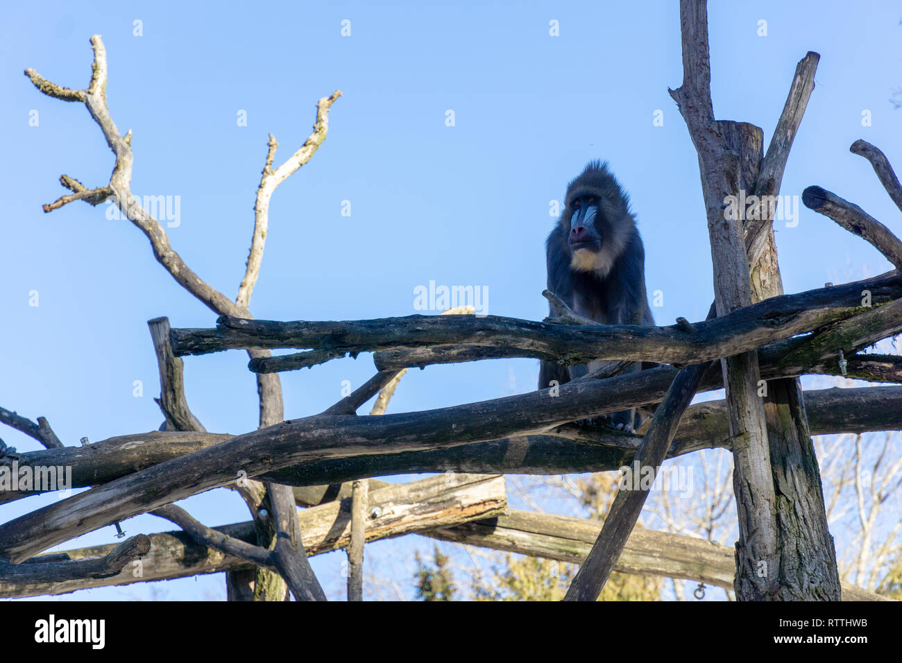 Mandrills Stock Photos & Mandrills Stock Images - Alamy