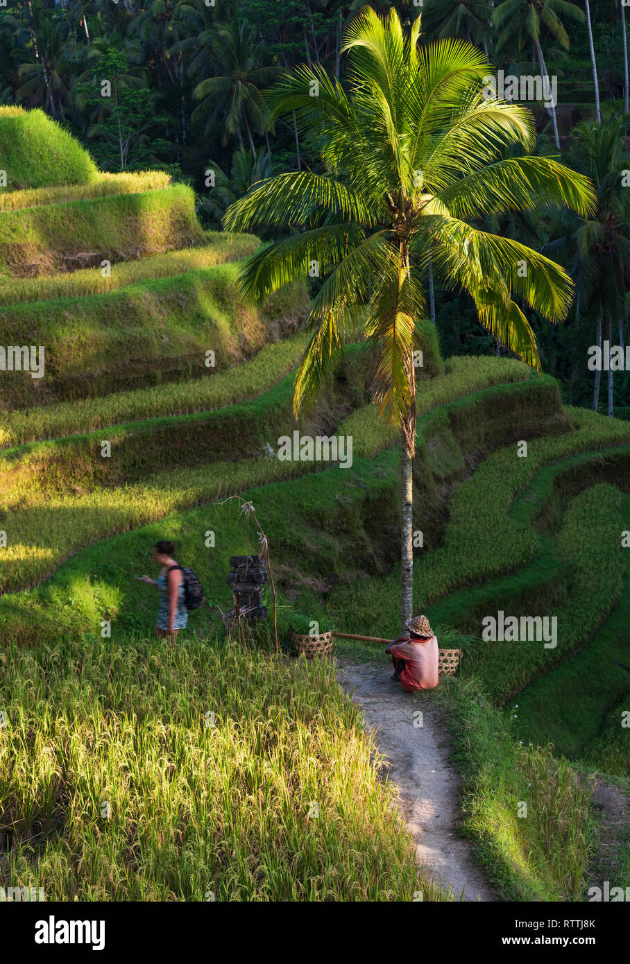Tegallalang rice Terraces, Ubud, Bali, Indonesia Stock Photo - Alamy