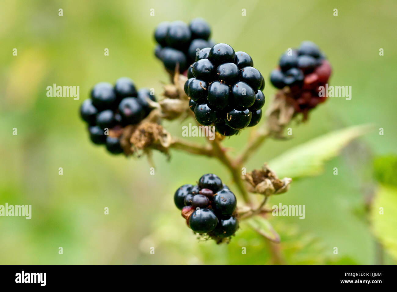 Bramble or Blackberry (rubus fruticosus), close up of a group of ripe ...
