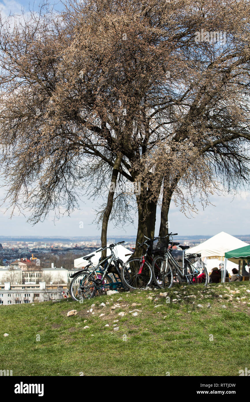 Bicycles in the public park, spring time Stock Photo - Alamy