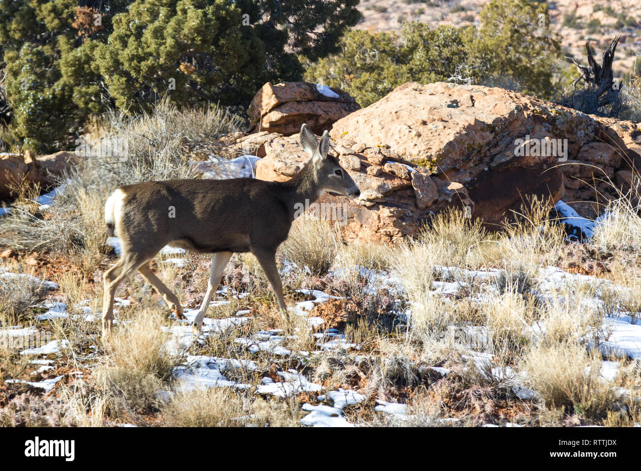 Mule Deer Arches National Park High Resolution Stock Photography and ...