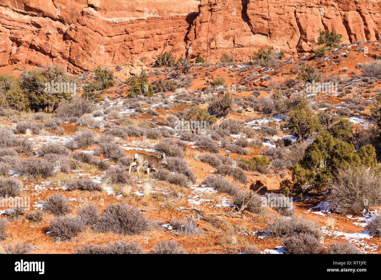 Mule deer walking and feeding in the red rocks of Arches National Park ...