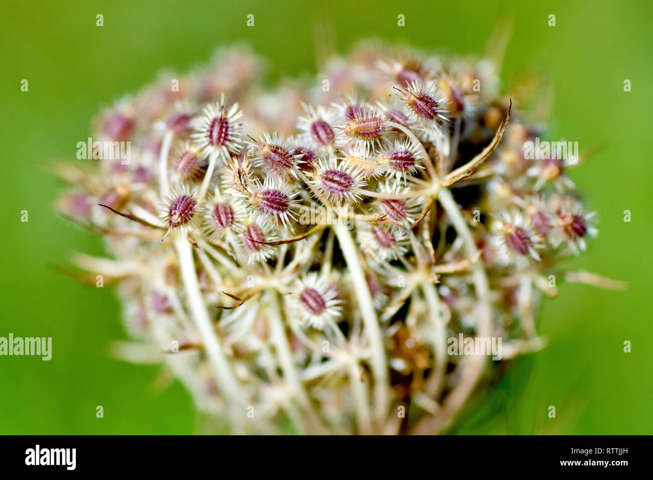 Wild Carrot (daucus carota), close up of the tightly bound seedhead ...