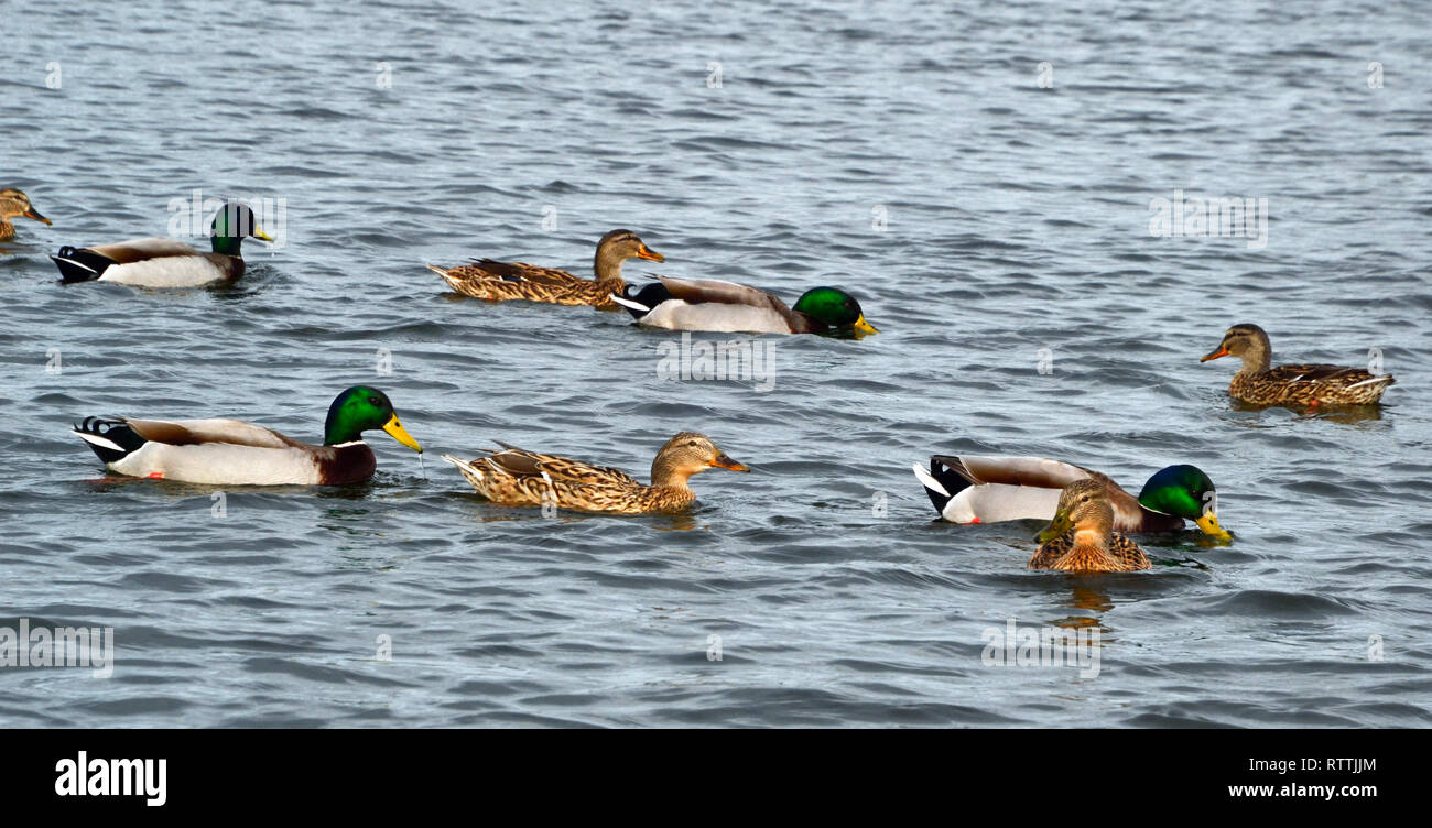 Group of mallards / ducks on a cool spring day on the Tring Reservoirs ...