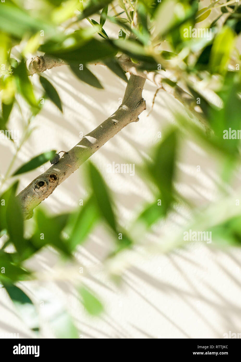 Olive tree and sunshine - gardening, nature background and ...