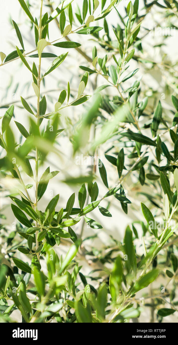 Olive tree and sunshine - gardening, nature background and ...