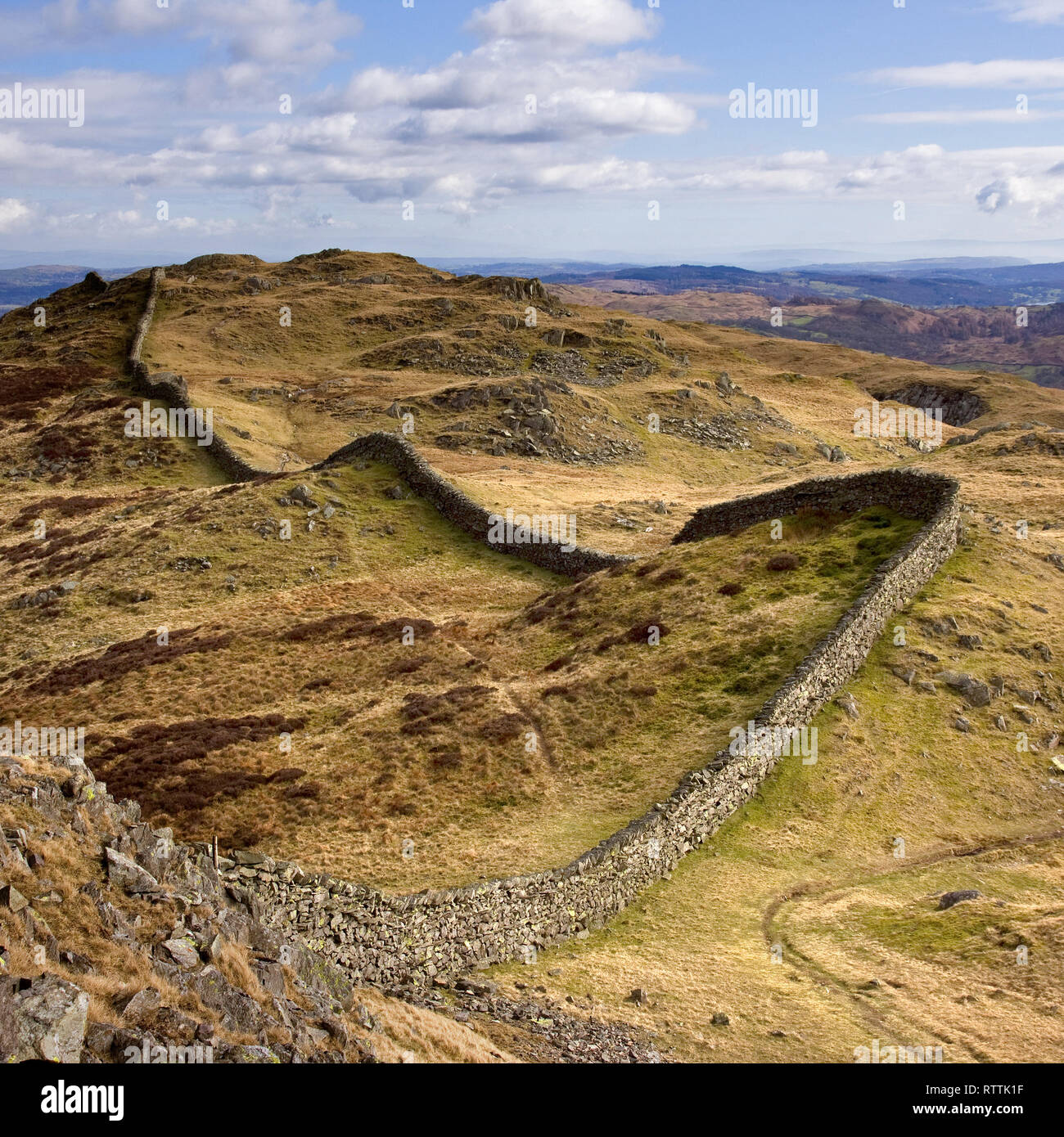 Long meandering dry stone wall following the undulations of Lingmoor ...