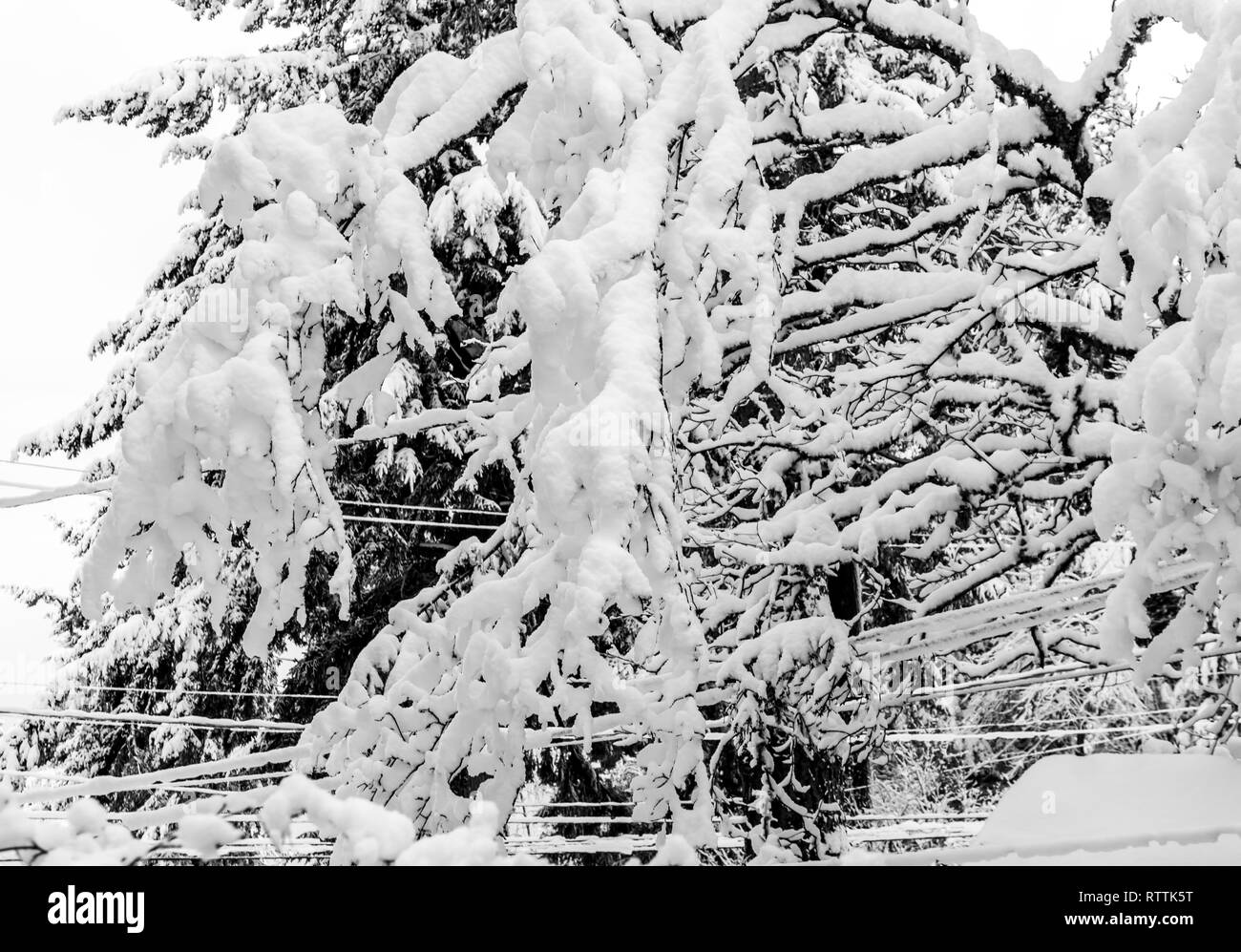 Clumps of snow cling to plant and tree branches Stock Photo - Alamy