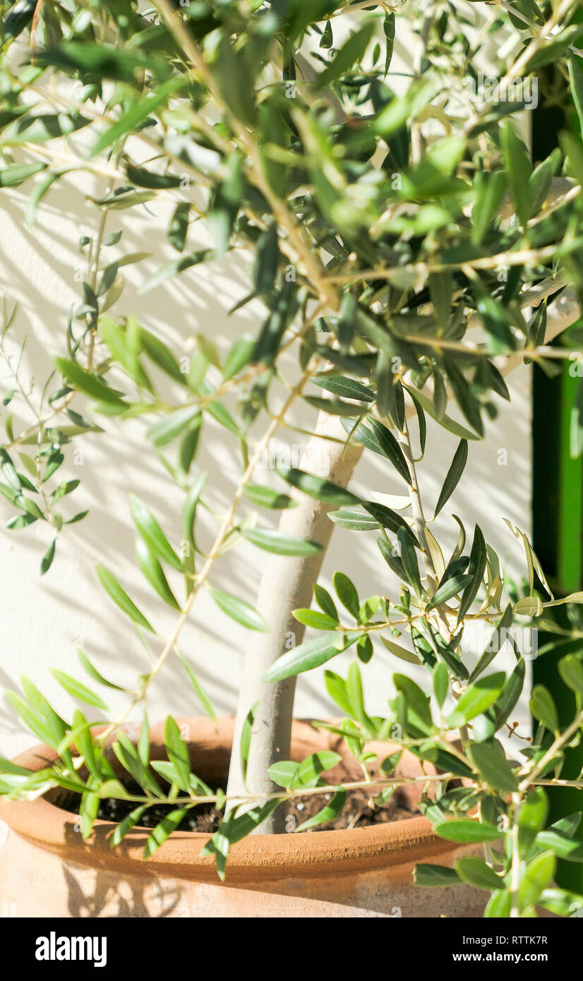 Olive tree and sunshine - gardening, nature background and ...