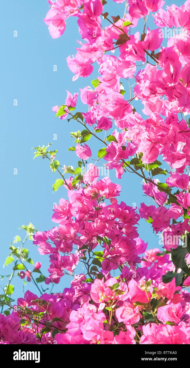 Pink flowers and blue sunny sky - floral background, spring holidays ...