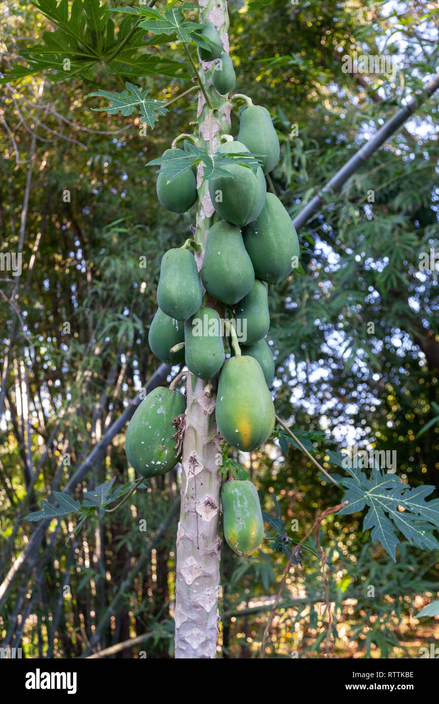 Chiang mai summer season hi-res stock photography and images - Alamy