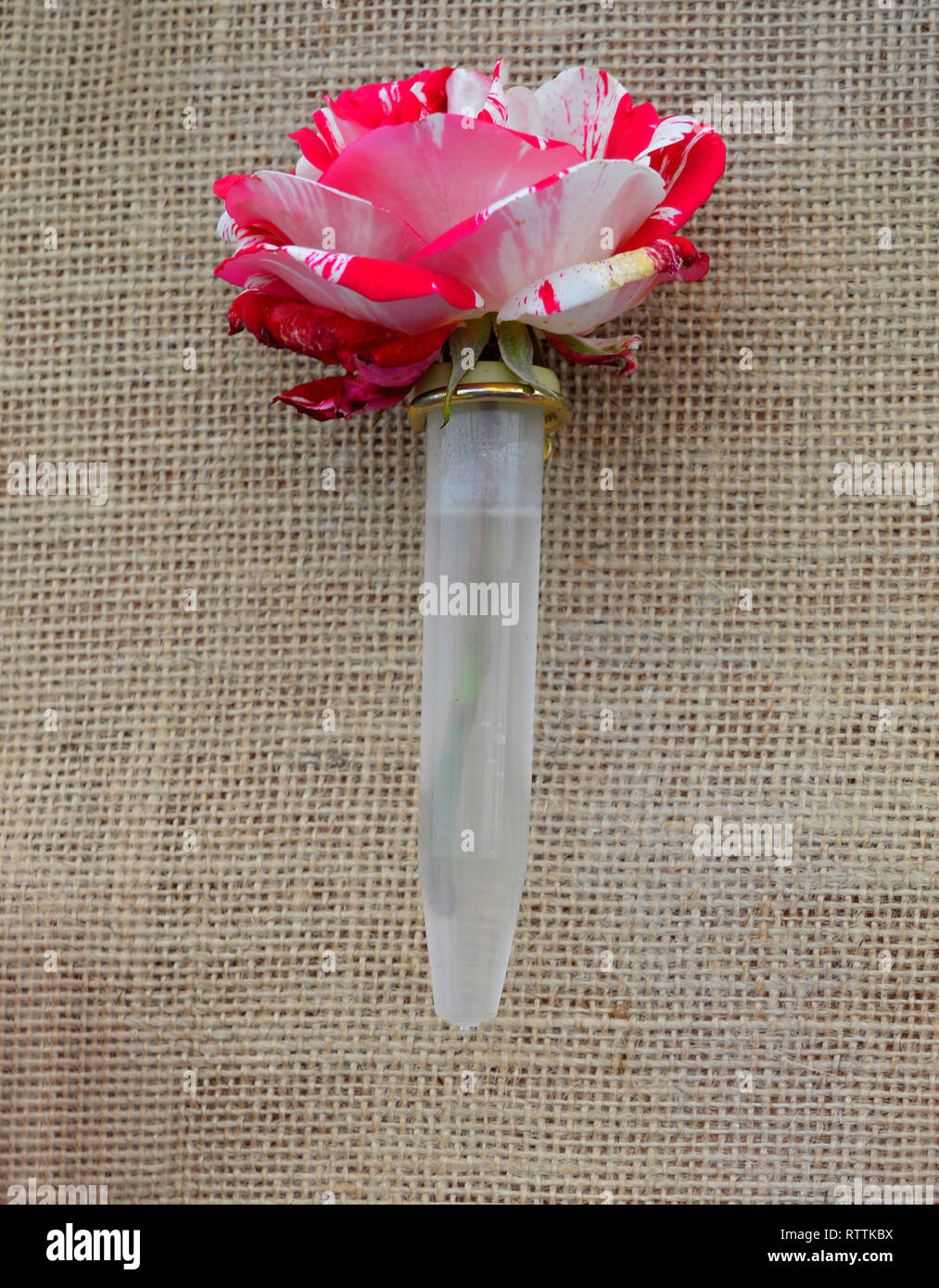 Rock roll roses hi-res stock photography and images - Alamy