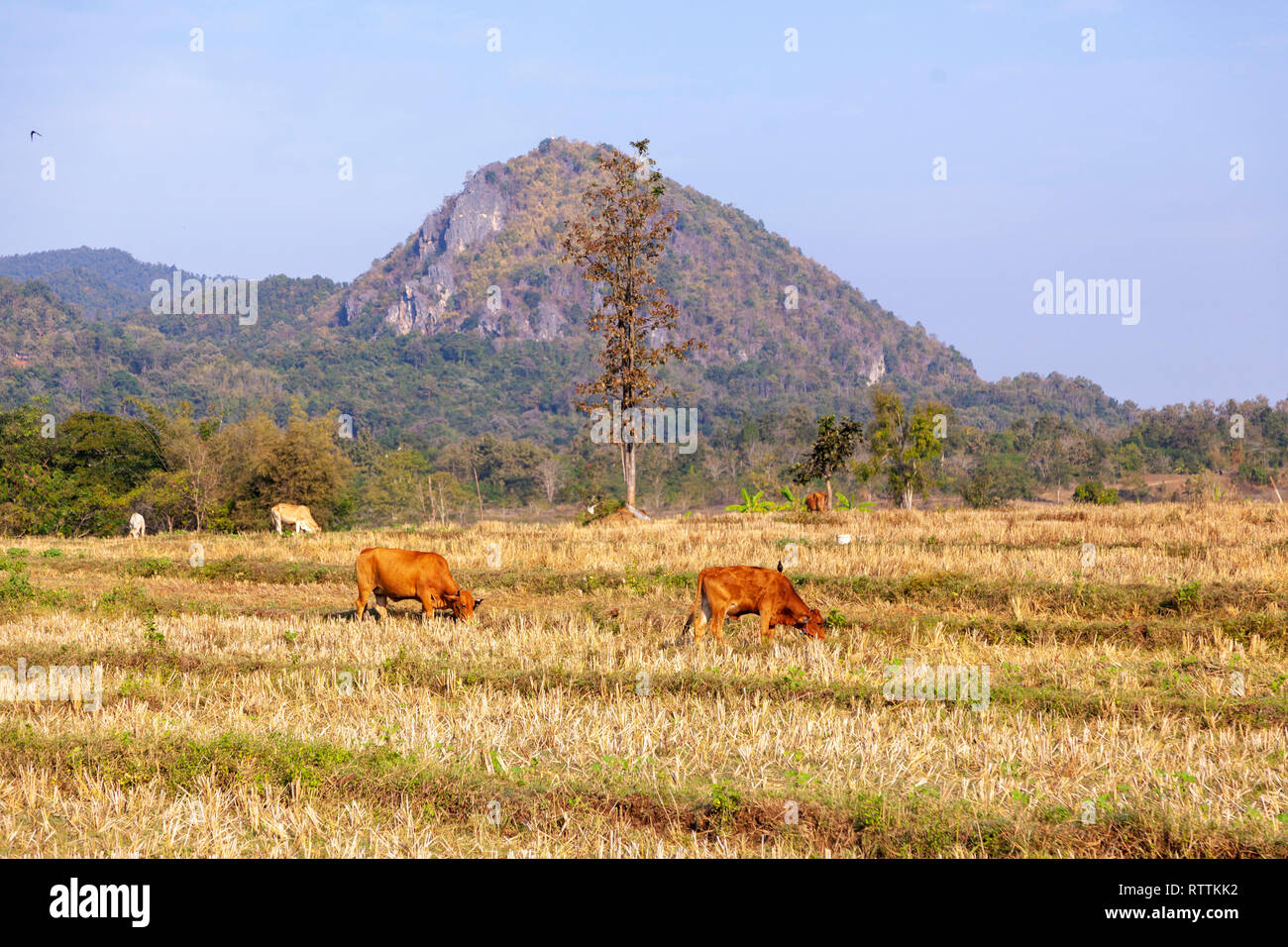 Paddy field cow hi-res stock photography and images - Alamy