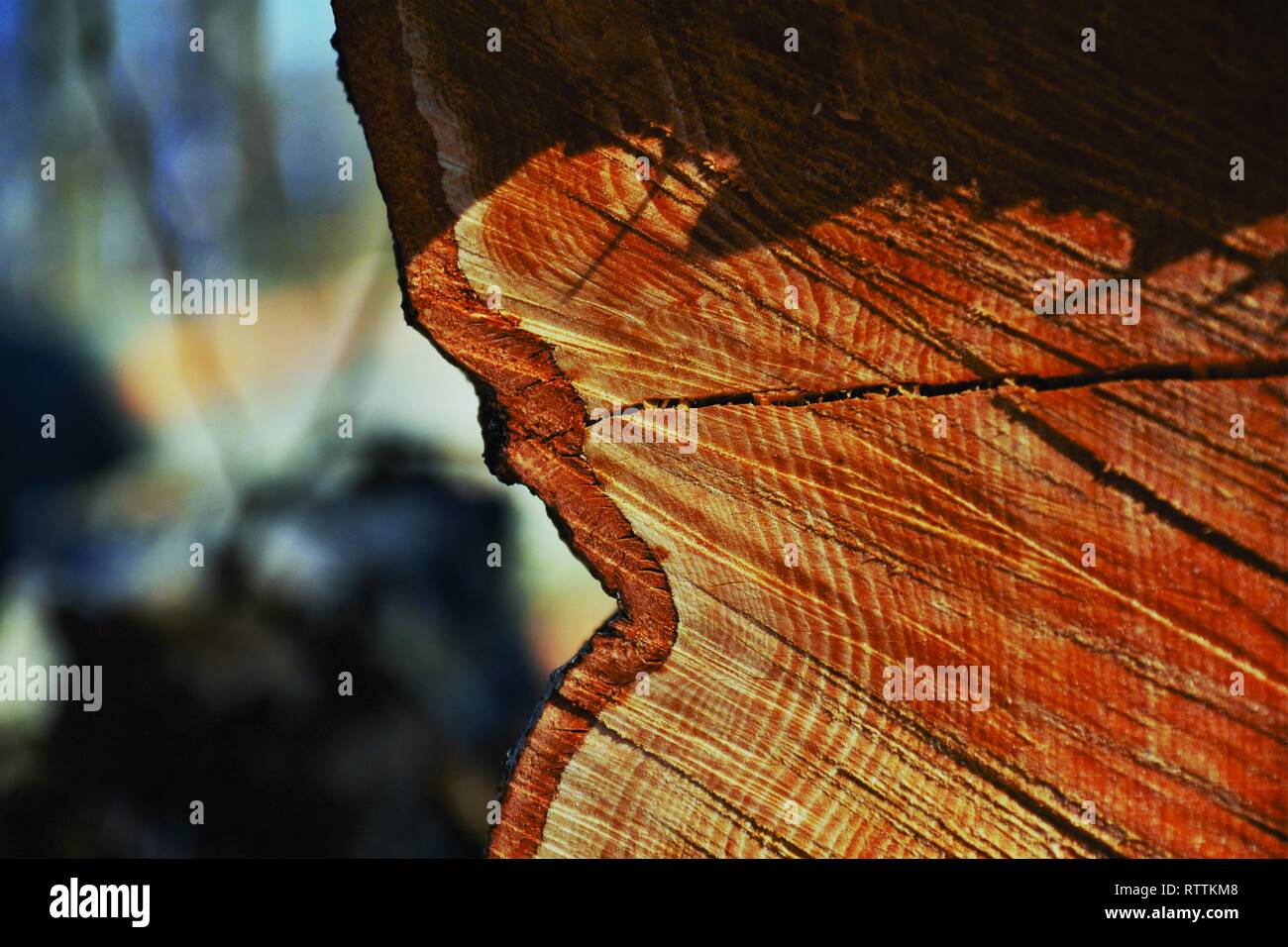 Wooden log cross-cut Stock Photo - Alamy