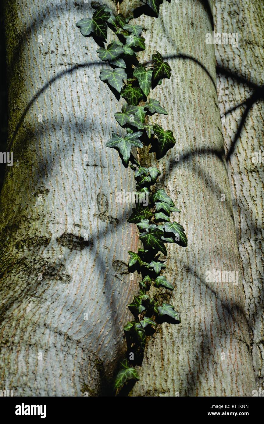 Ivy on the tree hi-res stock photography and images - Alamy